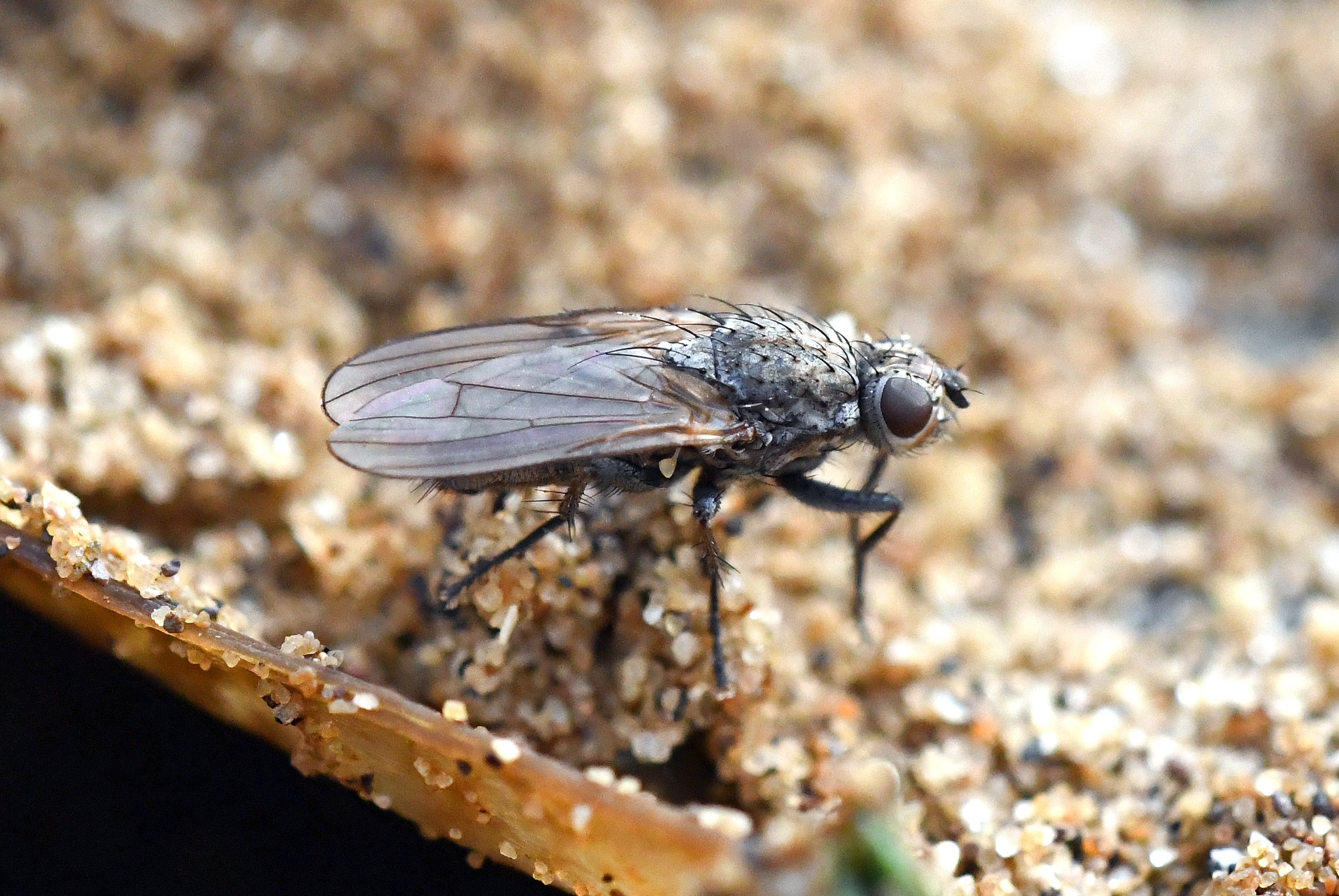 Seaweed flies – Ray Cannon's nature notes