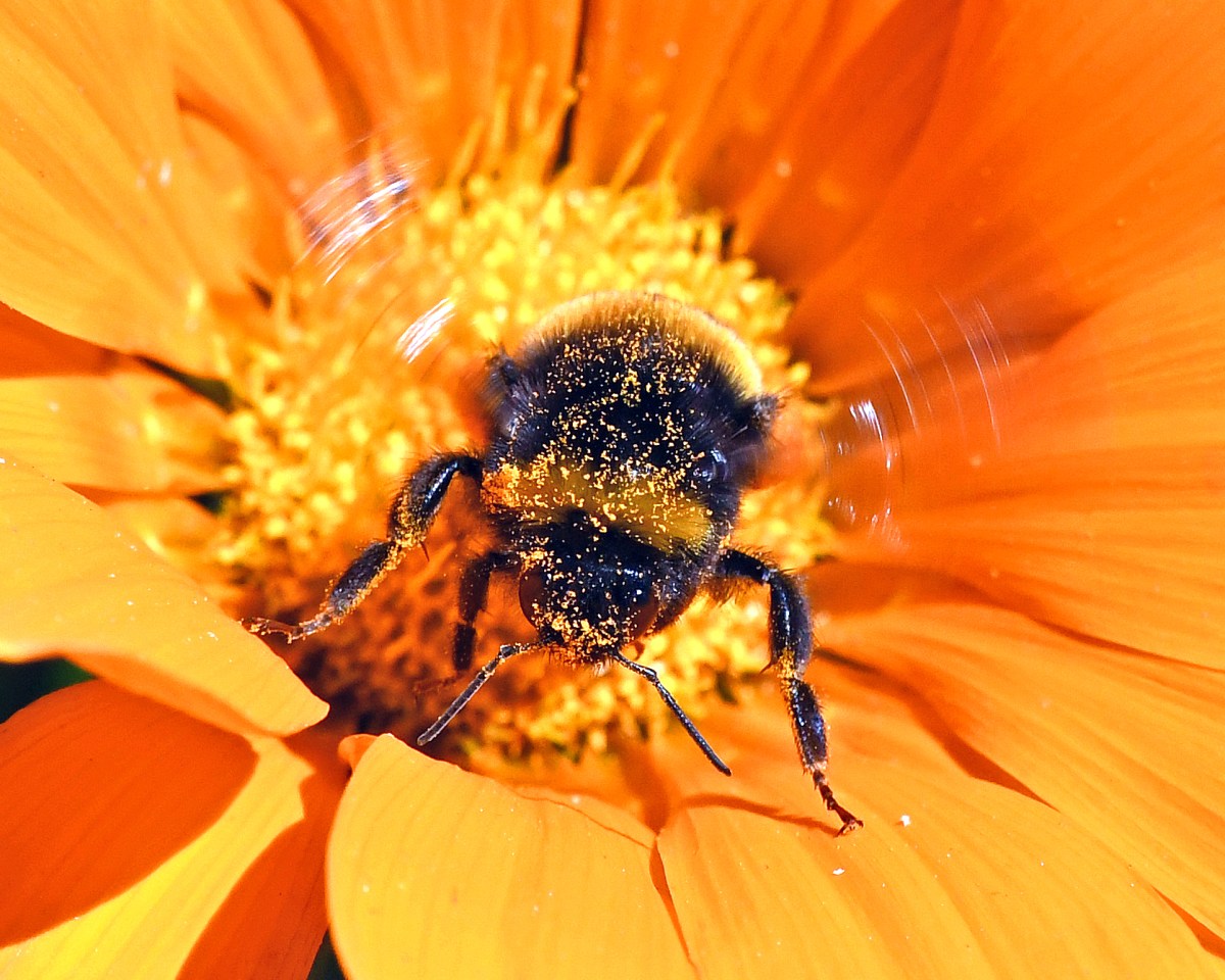 Insect antennae III. – Ray Cannon's nature notes