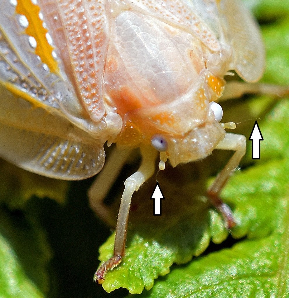 Insect antennae I. – Ray Cannon's nature notes