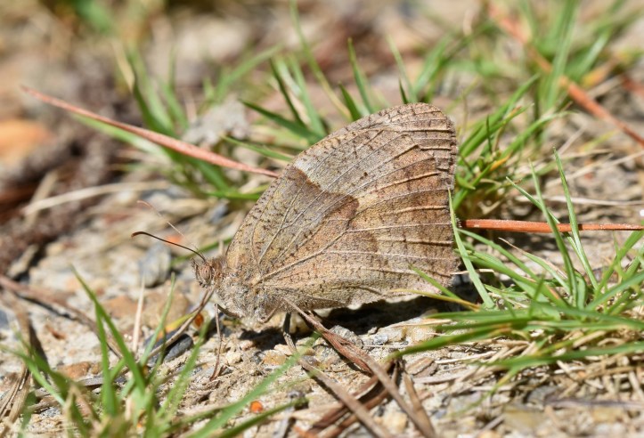 The Mighty Maniola: meadow brown butterflies – Ray Cannon's nature notes