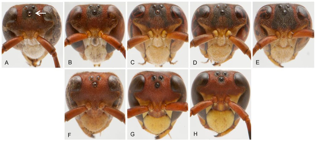 Wasp faces and individual recognition – Ray Cannon's nature notes