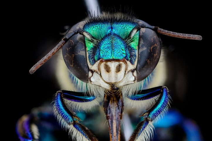 Wasp faces and individual recognition – Ray Cannon's nature notes