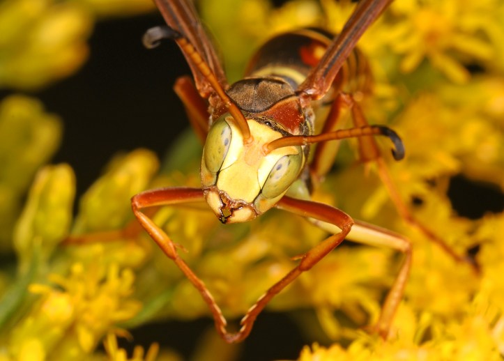 Wasp faces and individual recognition – Ray Cannon's nature notes