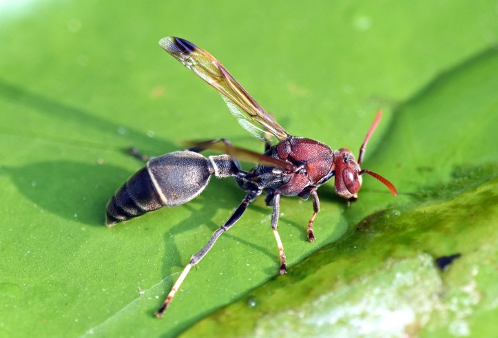 Wasp faces and individual recognition – Ray Cannon's nature notes