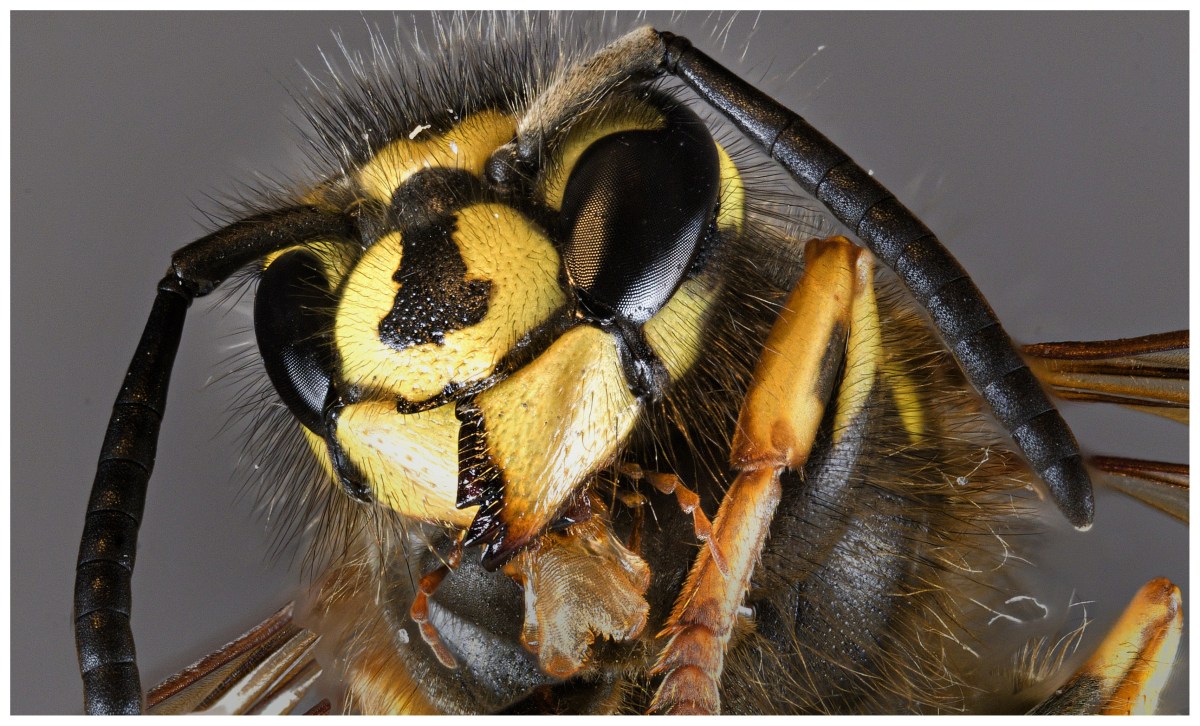 Wasp faces and individual recognition – Ray Cannon's nature notes