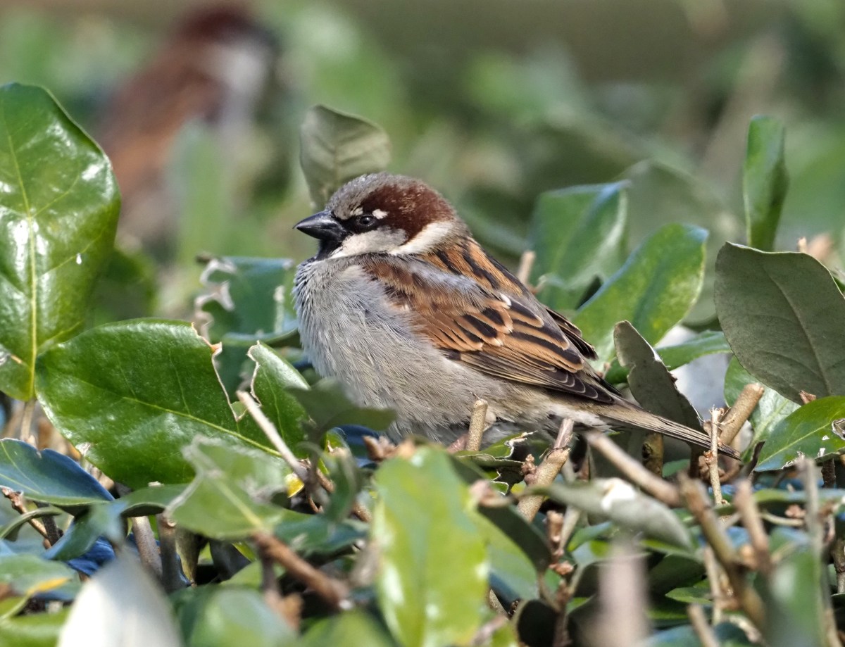 Sparrow-friendly hedges – Ray Cannon's nature notes