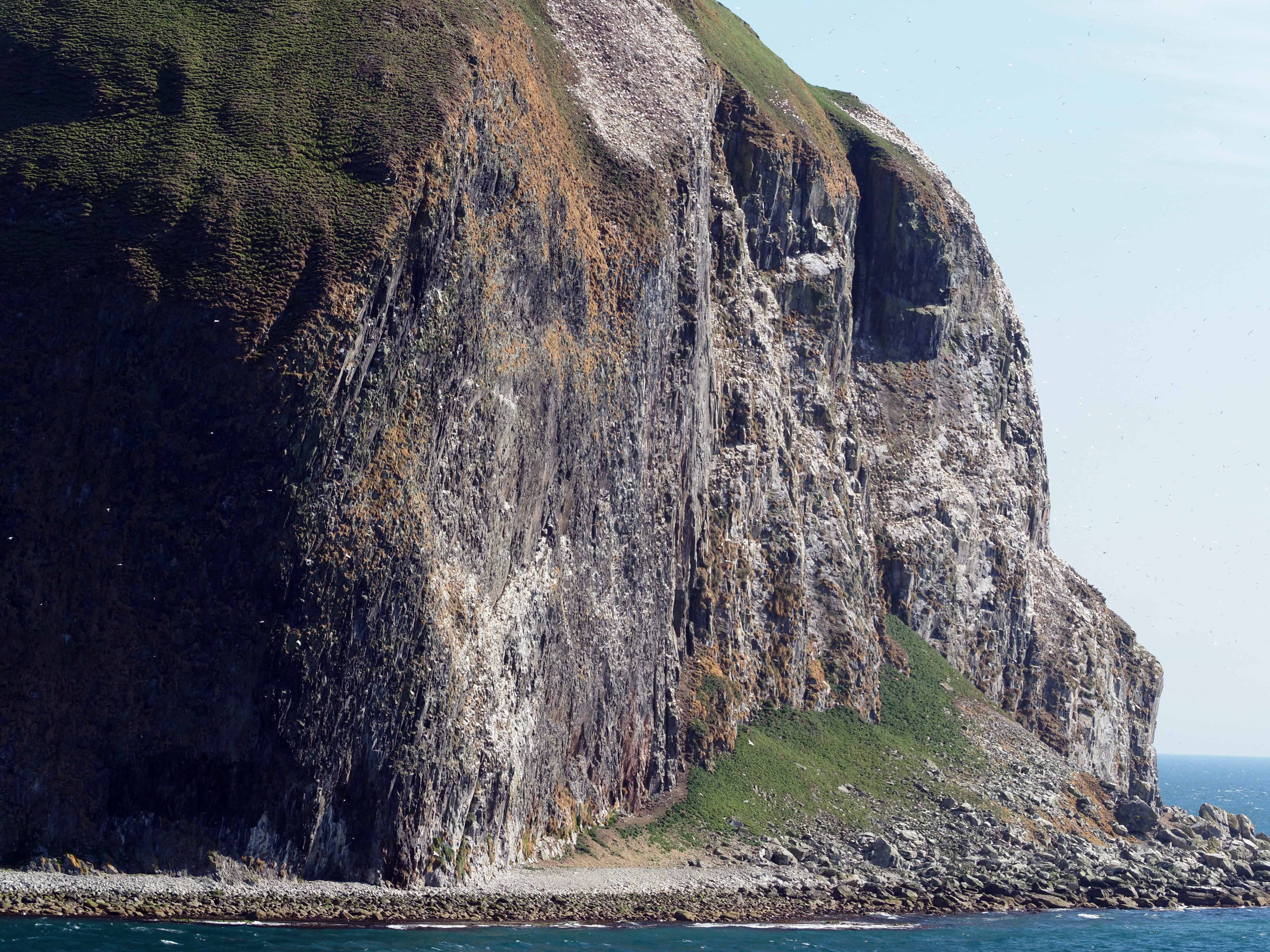 Gannets on granite: Ailsa Craig – Ray Cannon's nature notes