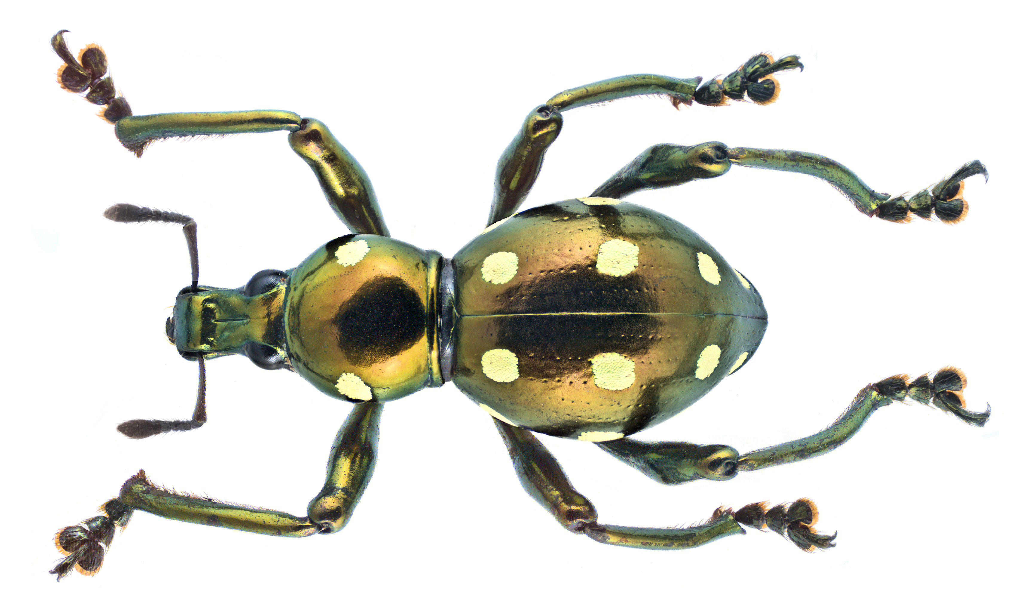 Easter egg weevils – Ray Cannon's nature notes