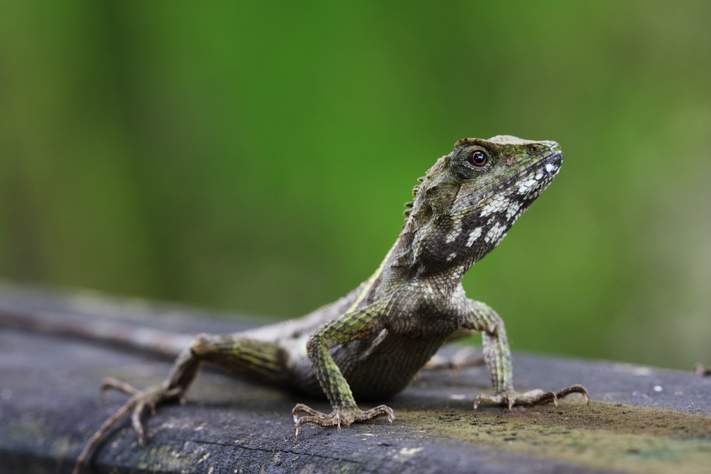 Easter egg weevils – Ray Cannon's nature notes