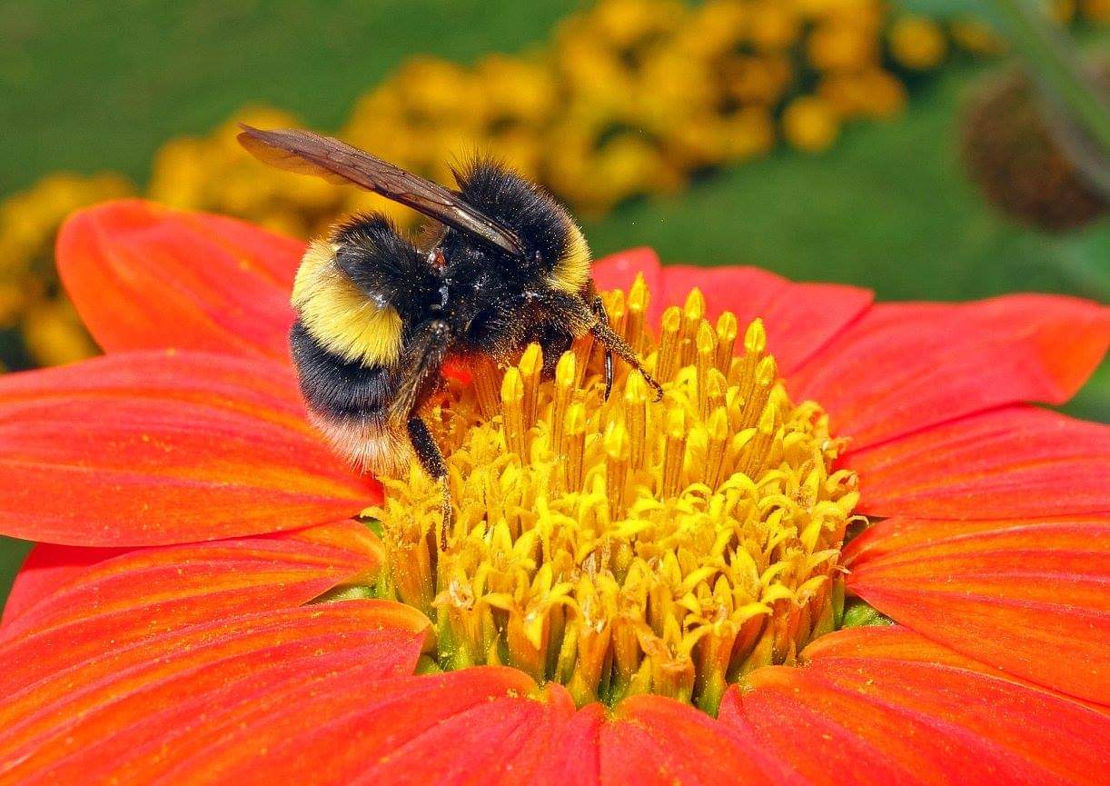 How many insects are there? – Ray Cannon's nature notes