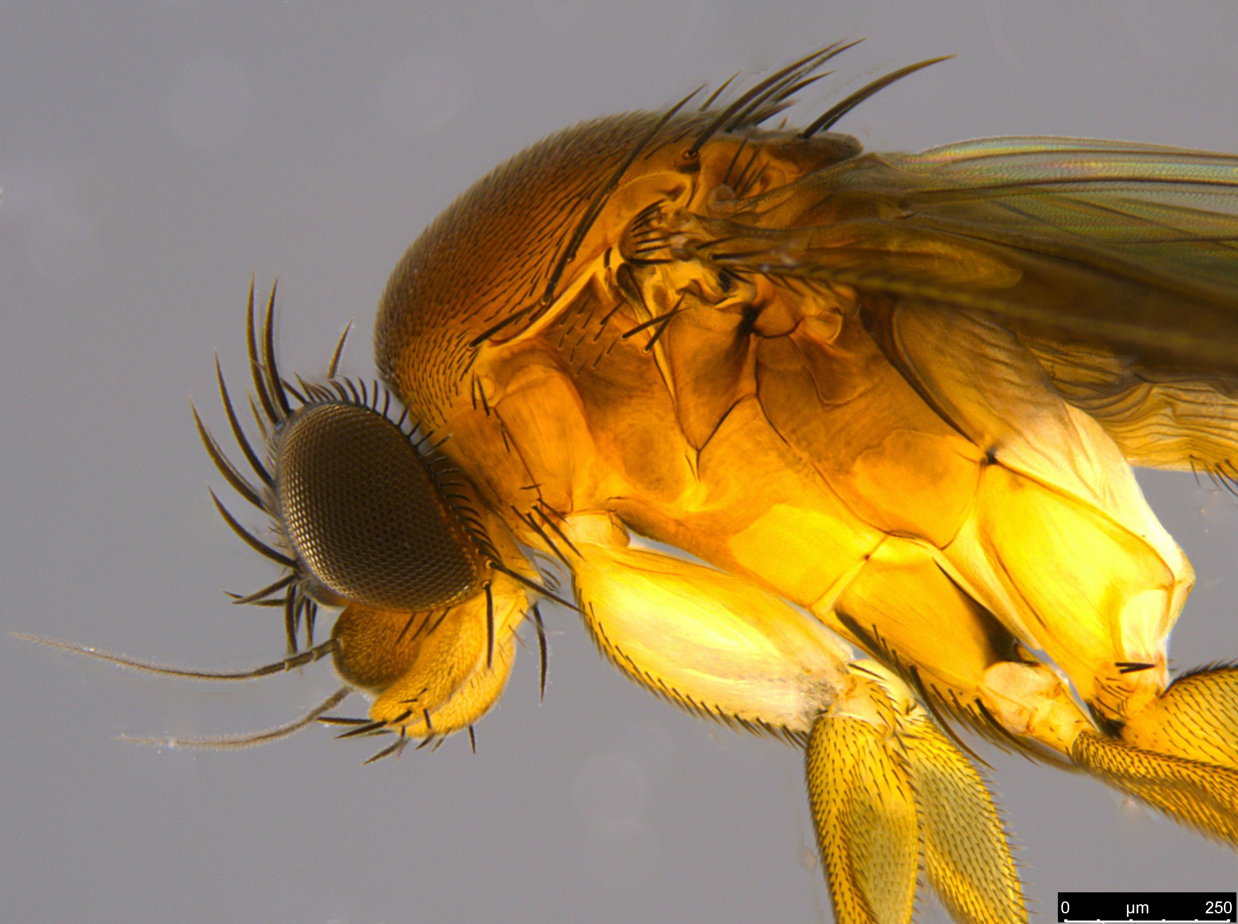 How many insects are there? – Ray Cannon's nature notes