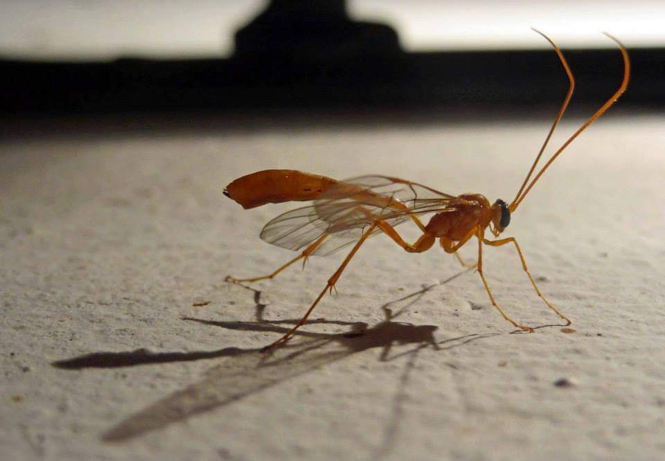 How many insects are there? – Ray Cannon's nature notes