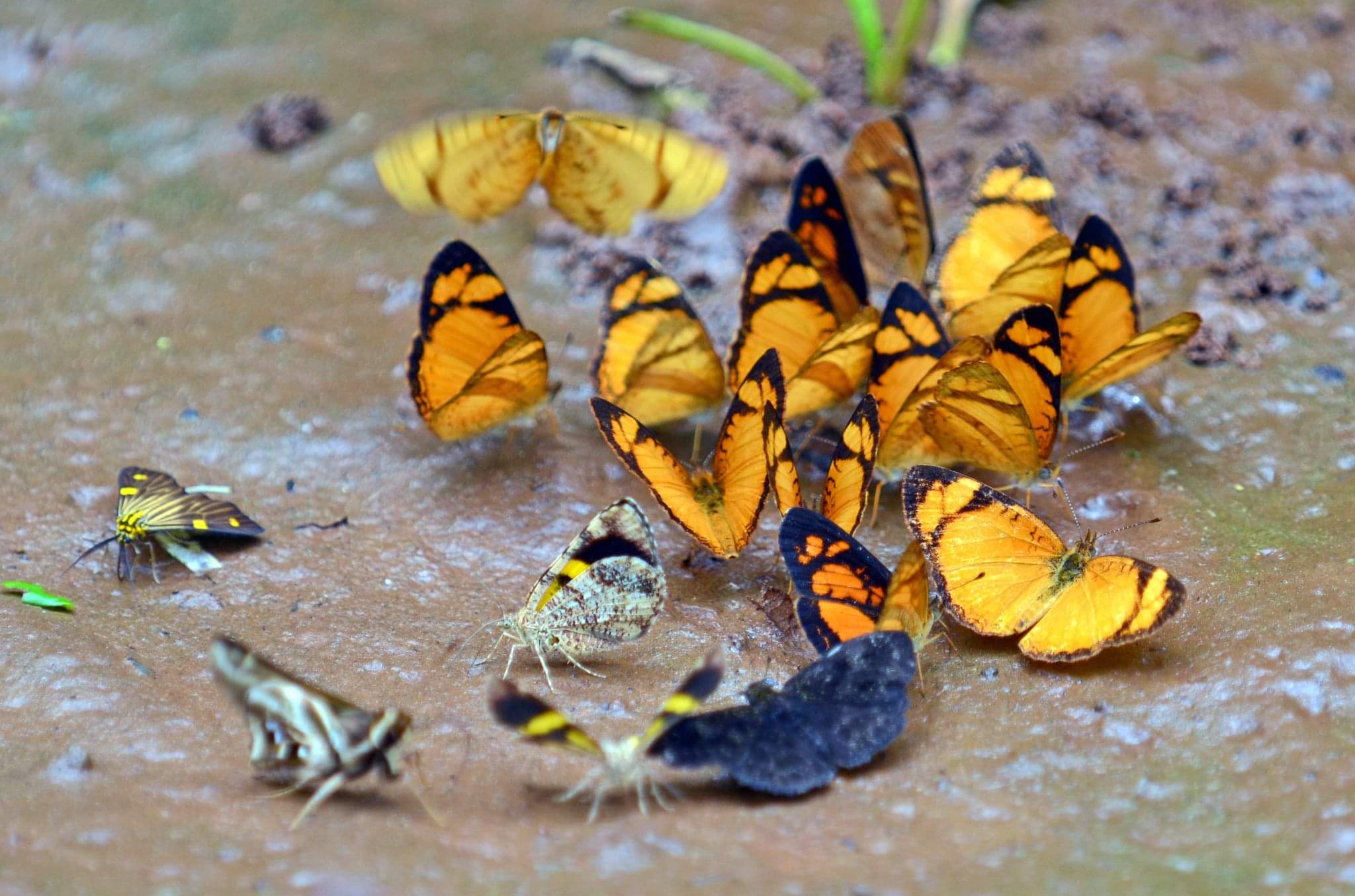 How many insects are there? – Ray Cannon's nature notes