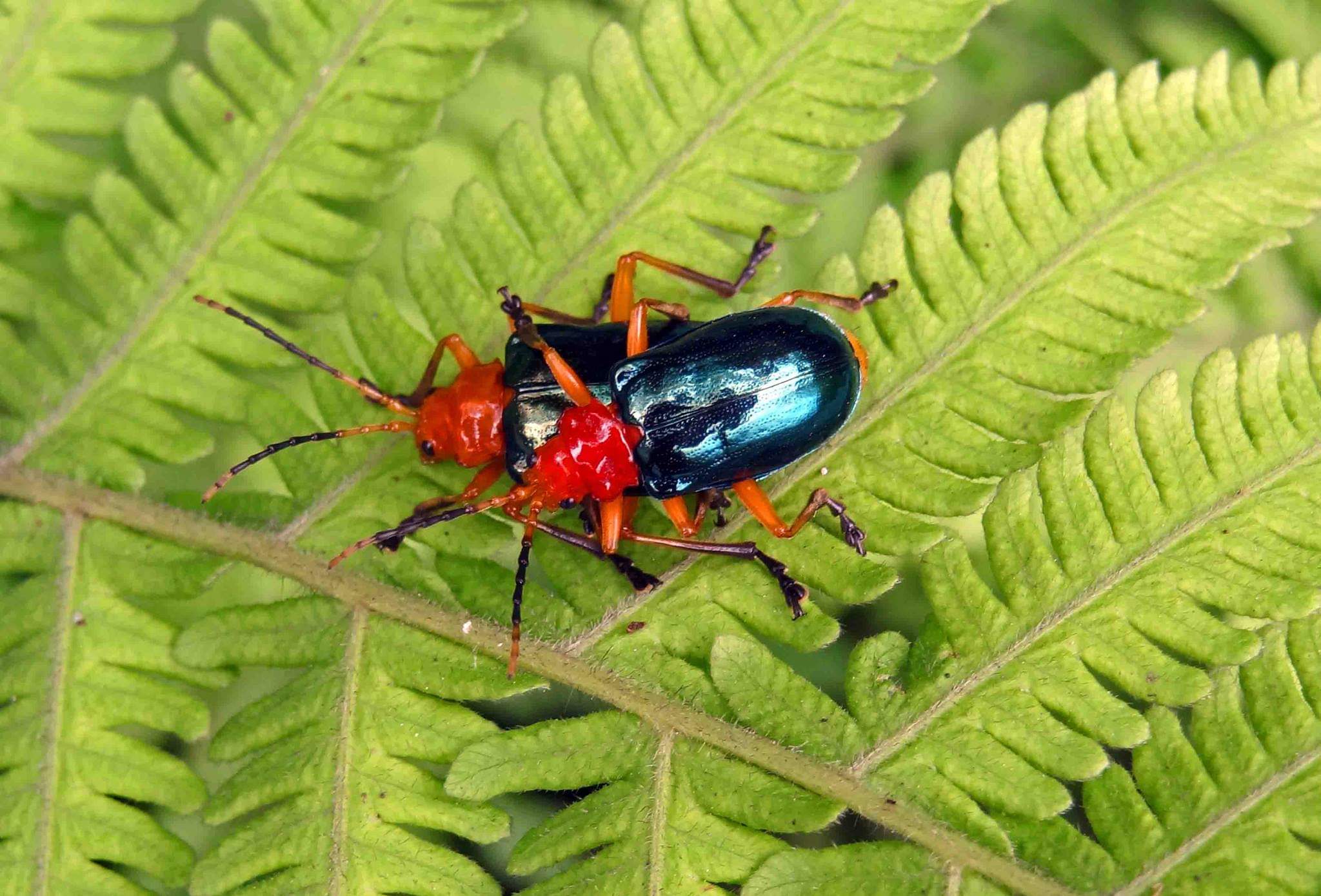 How many insects are there? – Ray Cannon's nature notes