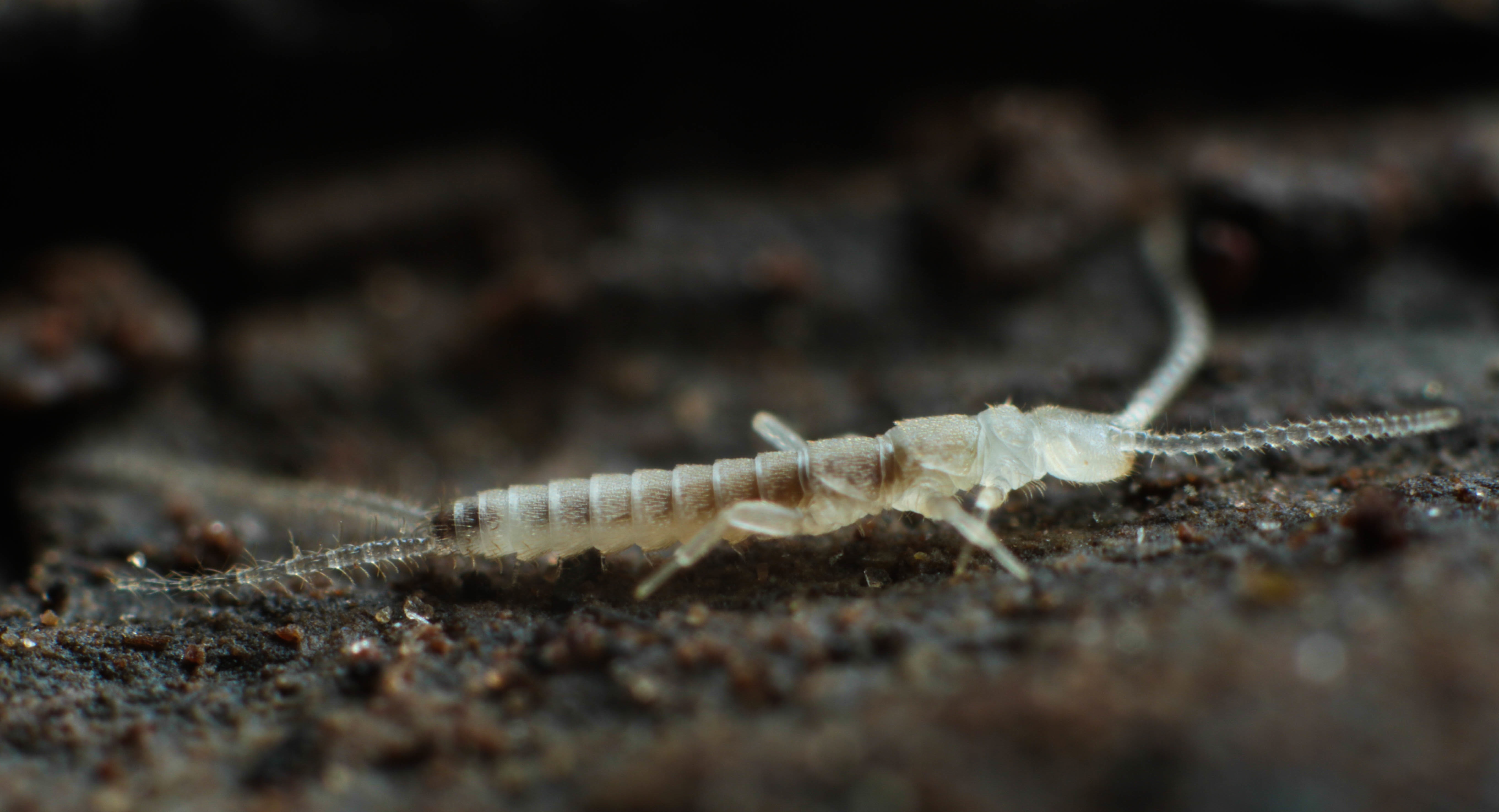 How old are insects? – Ray Cannon's nature notes