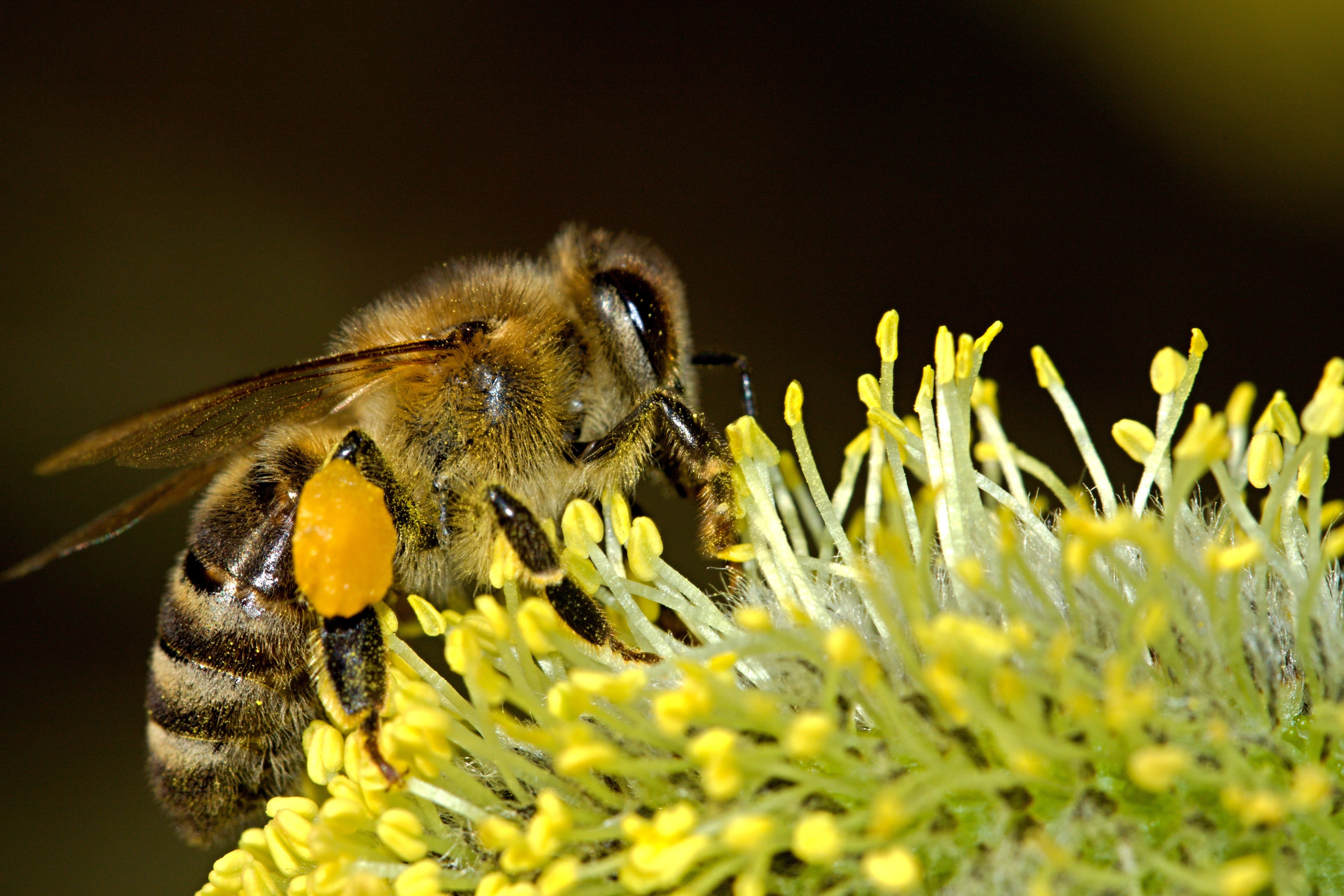 How do bees make honey? – Ray Cannon's nature notes