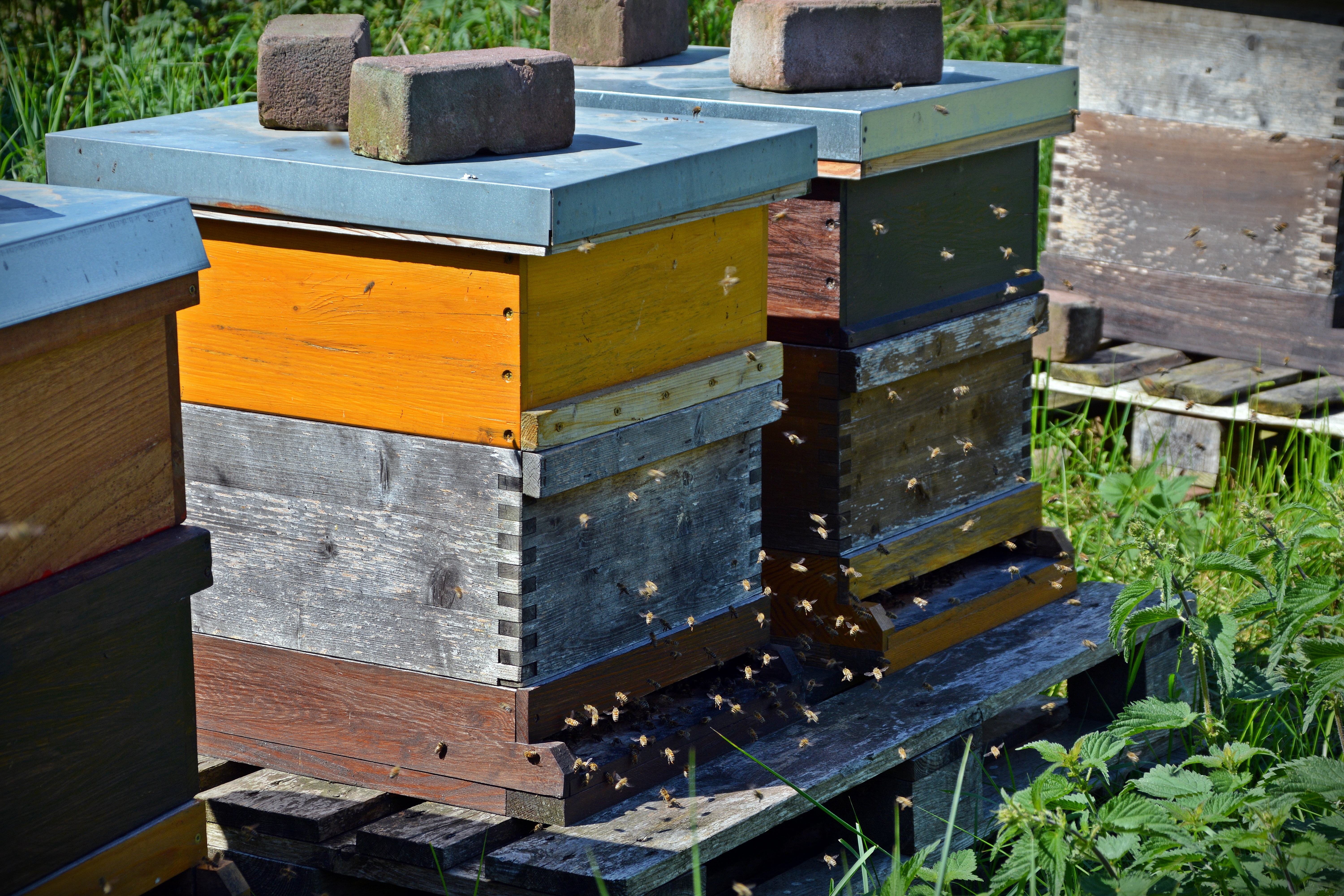 How do bees make honey? – Ray Cannon's nature notes
