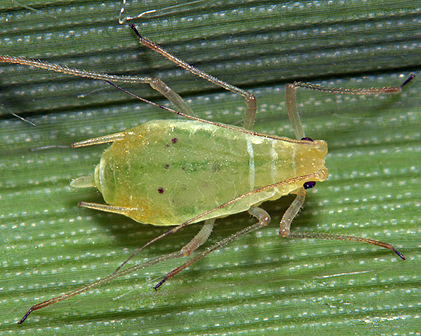 Aphids: green reproducing machines! – Ray Cannon's nature notes