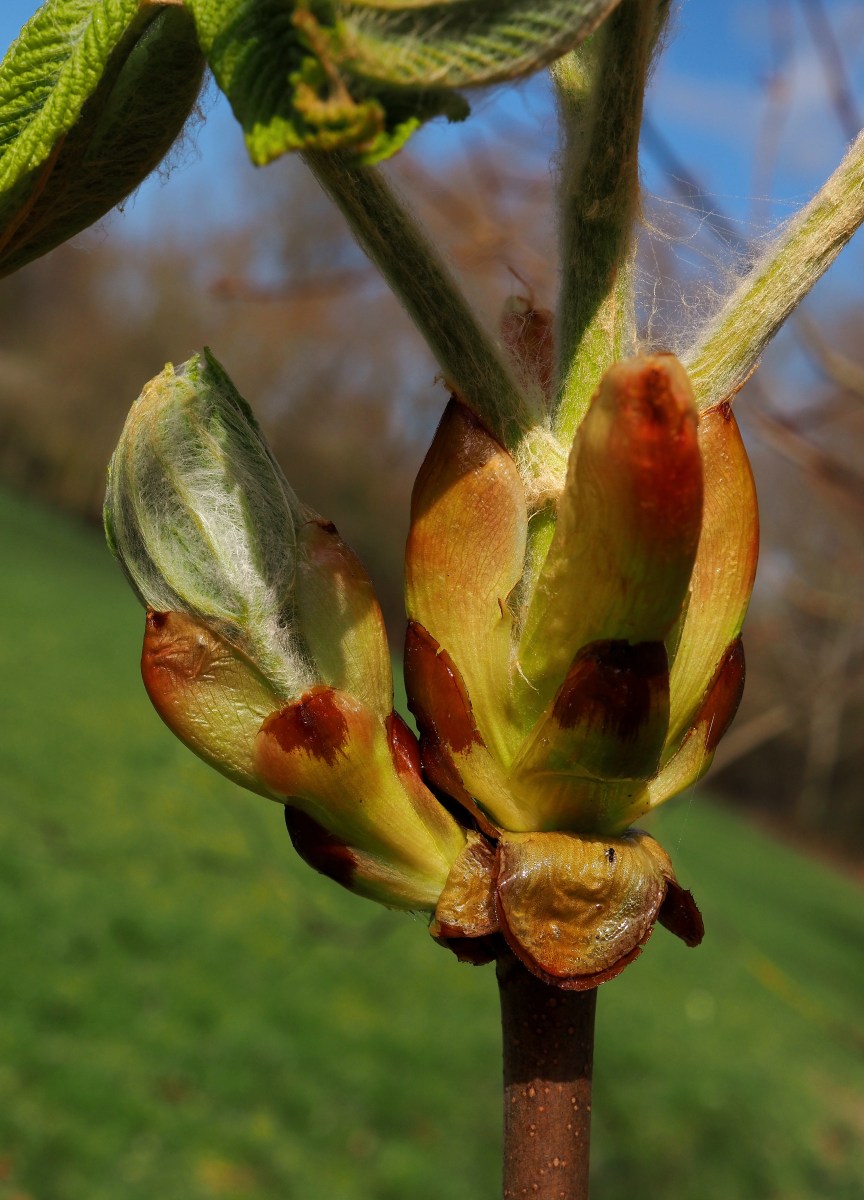 Why are horse chestnut tree buds so sticky? – Ray Cannon's nature notes