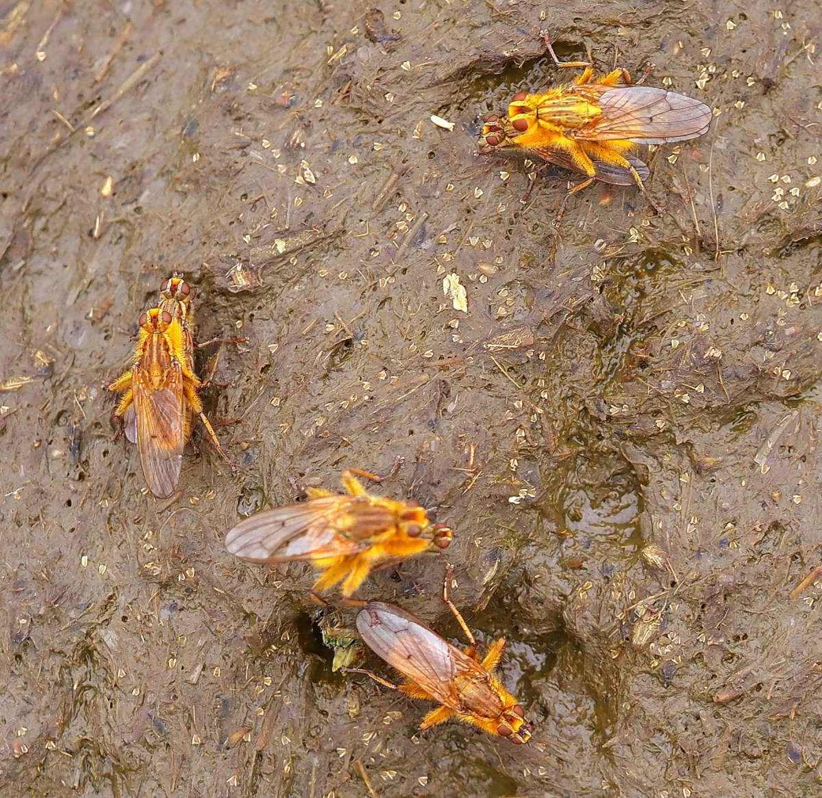 Yellow dung flies – Ray Cannon's nature notes