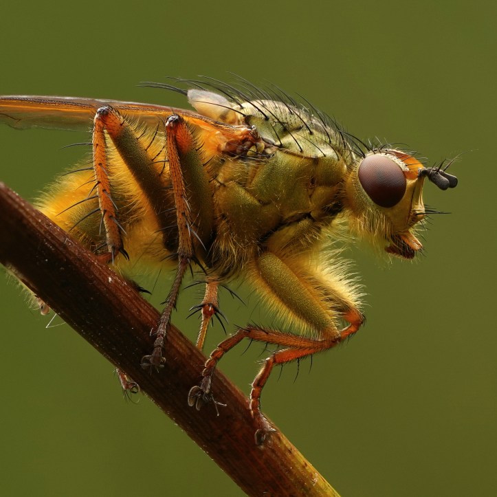Yellow dung flies – Ray Cannon's nature notes