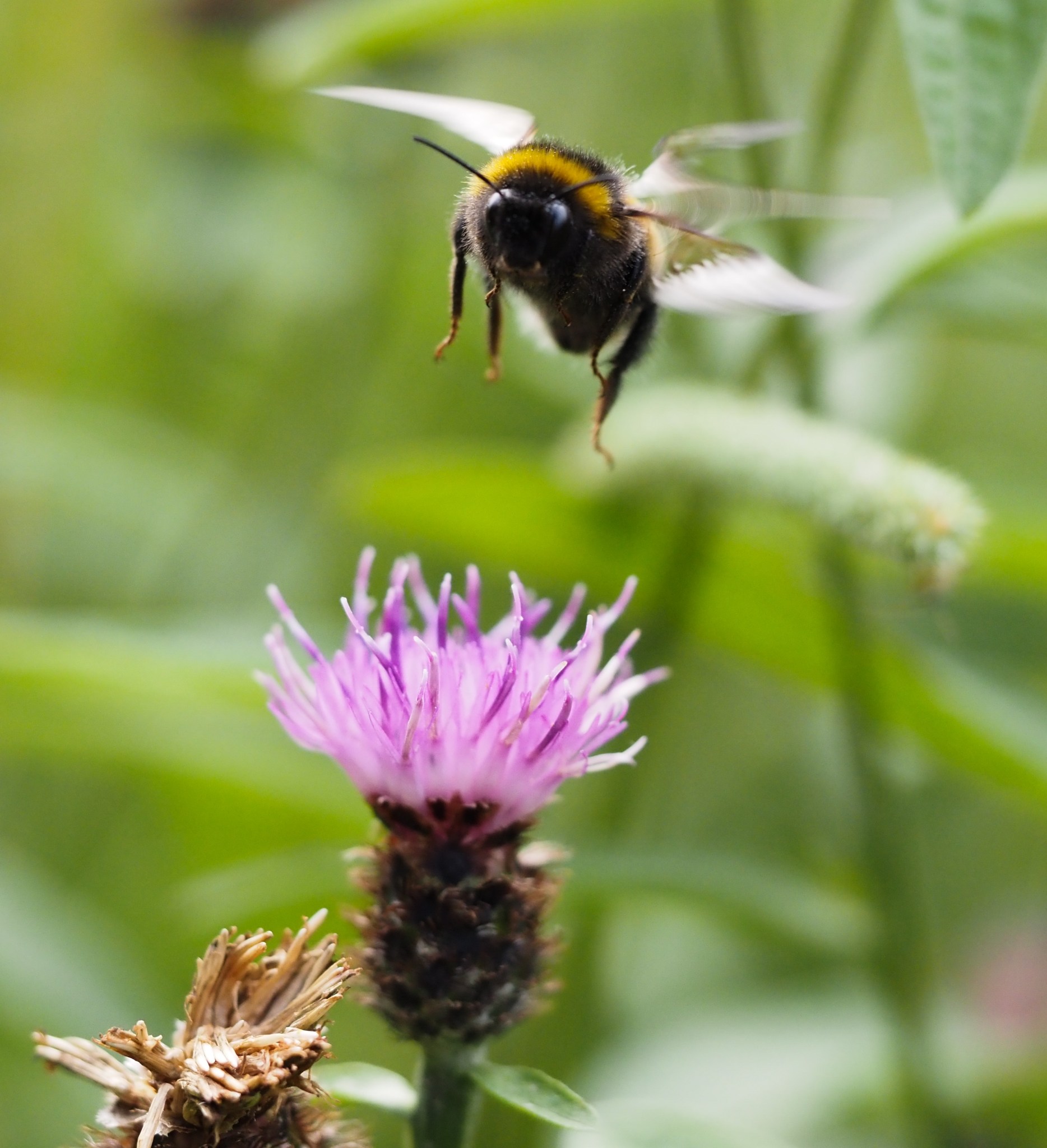 Bees wings: strong, flexible and fast – Ray Cannon's nature notes