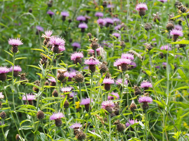 Knapweed bonanza: insect biodiversity in a fallow field – Ray Cannon's ...