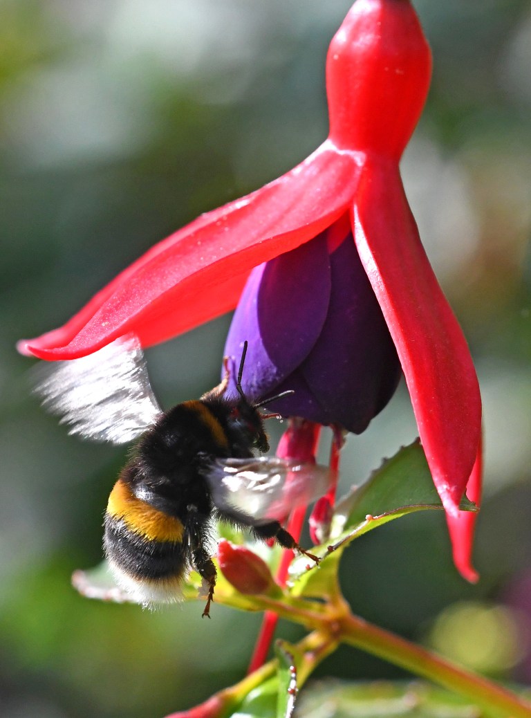 Bees wings: strong, flexible and fast – Ray Cannon's nature notes