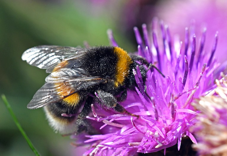 Bees wings: strong, flexible and fast – Ray Cannon's nature notes