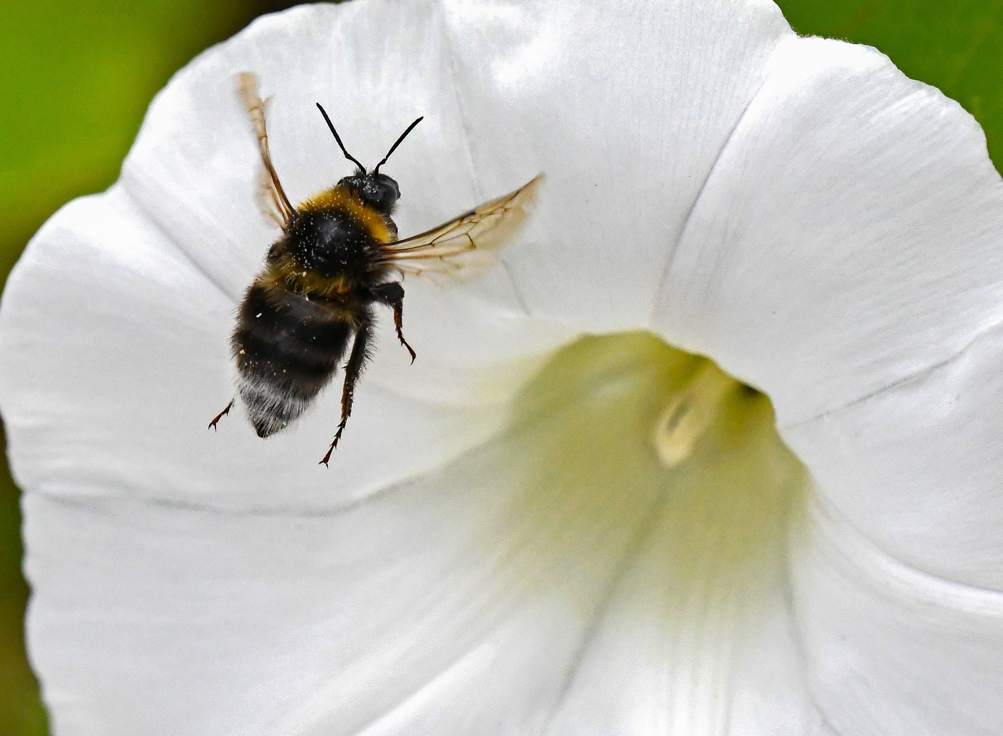 Bees wings: strong, flexible and fast – Ray Cannon's nature notes
