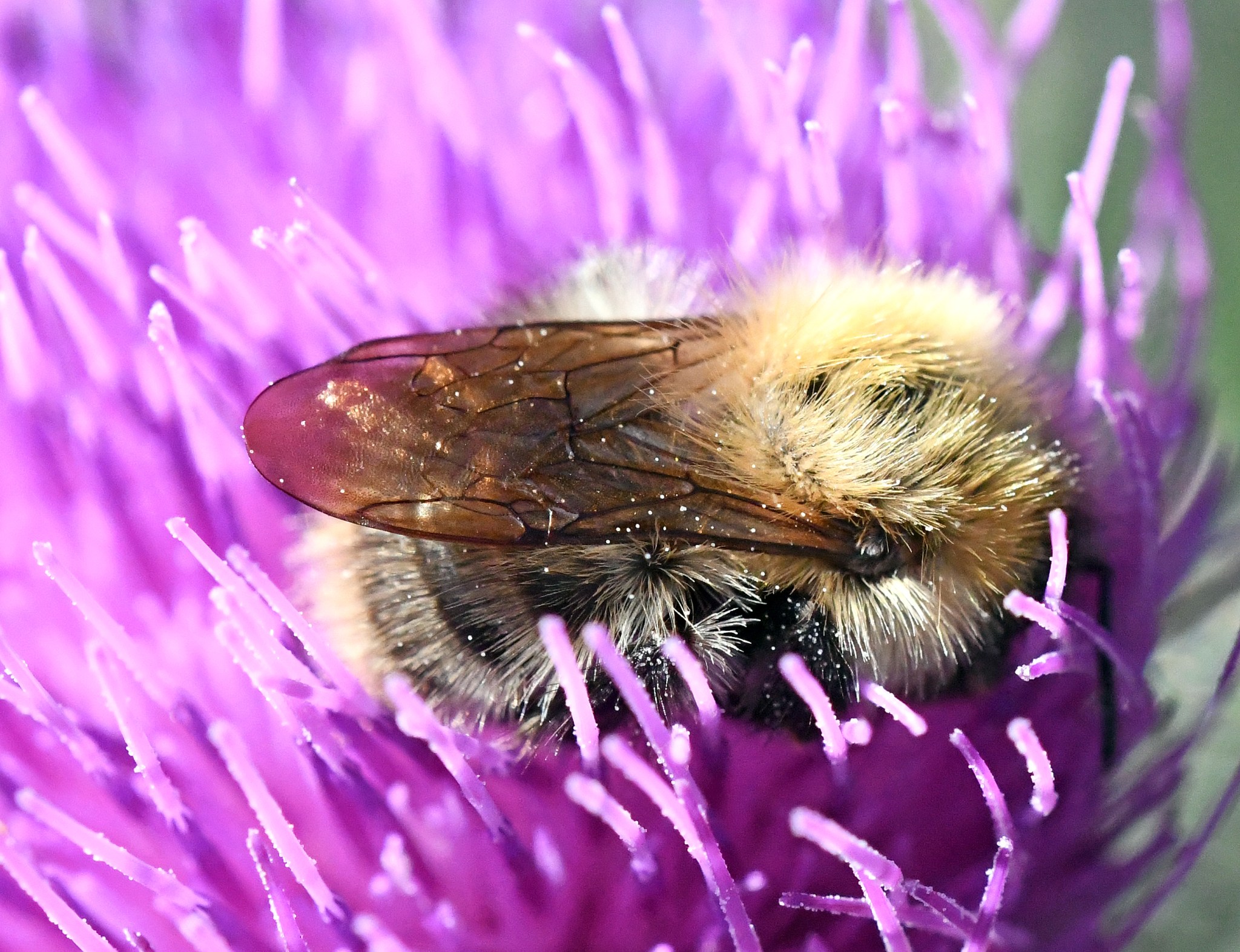 Bees wings: strong, flexible and fast – Ray Cannon's nature notes