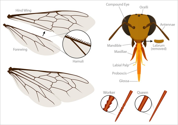 Bees wings: strong, flexible and fast – Ray Cannon's nature notes