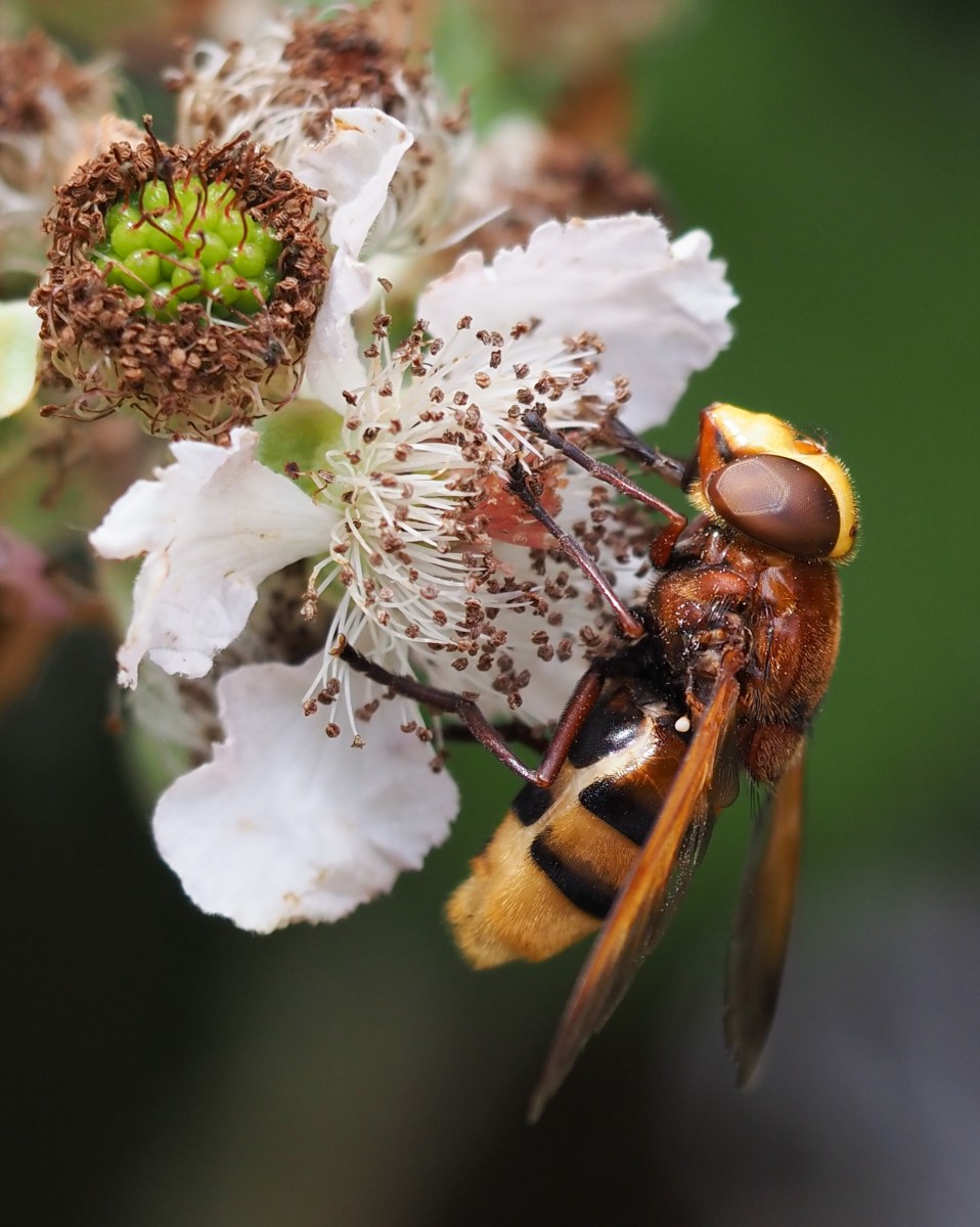 Pollination of hedgerow flowers – Ray Cannon's nature notes