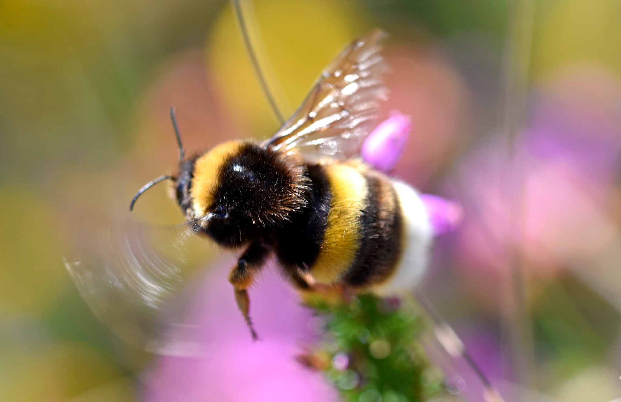 Bees wings: strong, flexible and fast – Ray Cannon's nature notes