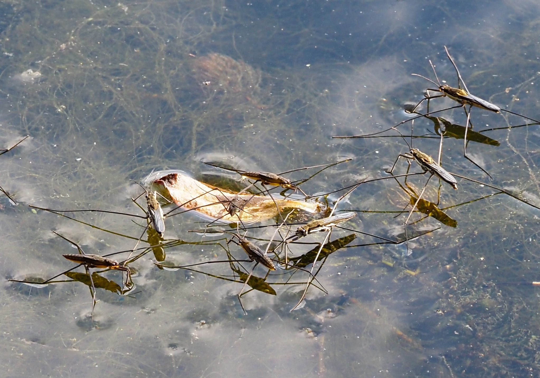 Pond-skaters: the water clean-up squad! – Ray Cannon's nature notes