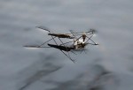 Pond-skaters: the water clean-up squad! – Ray Cannon's nature notes