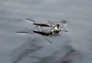 Pond-skaters: the water clean-up squad! – Ray Cannon's nature notes