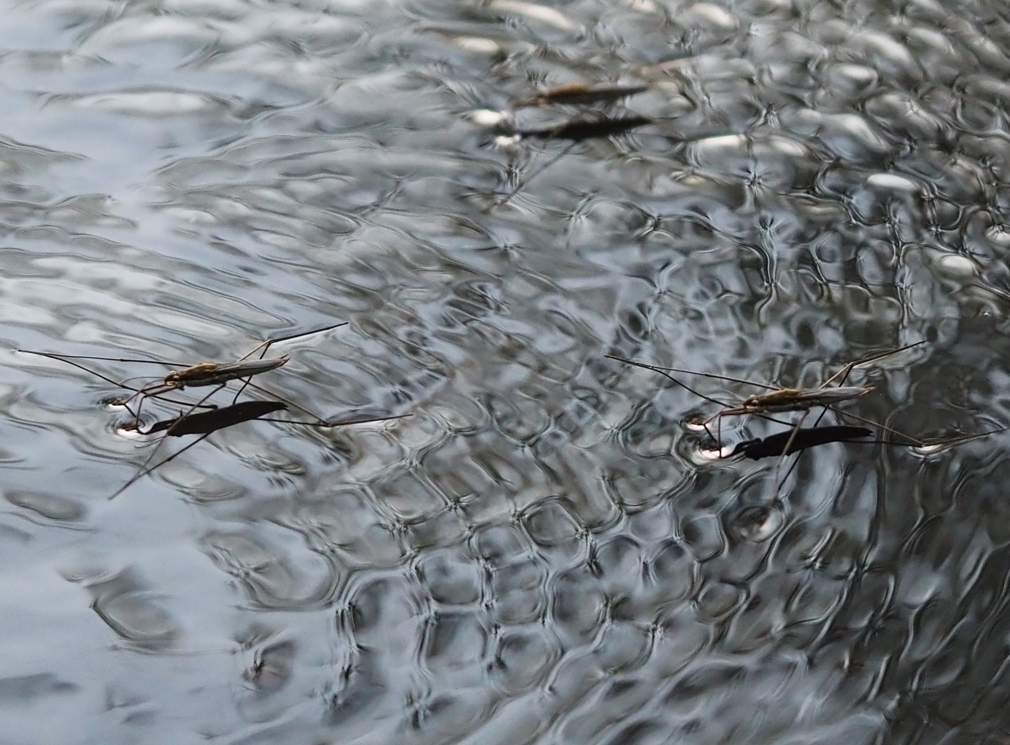 Pond-skaters: the water clean-up squad! – Ray Cannon's nature notes