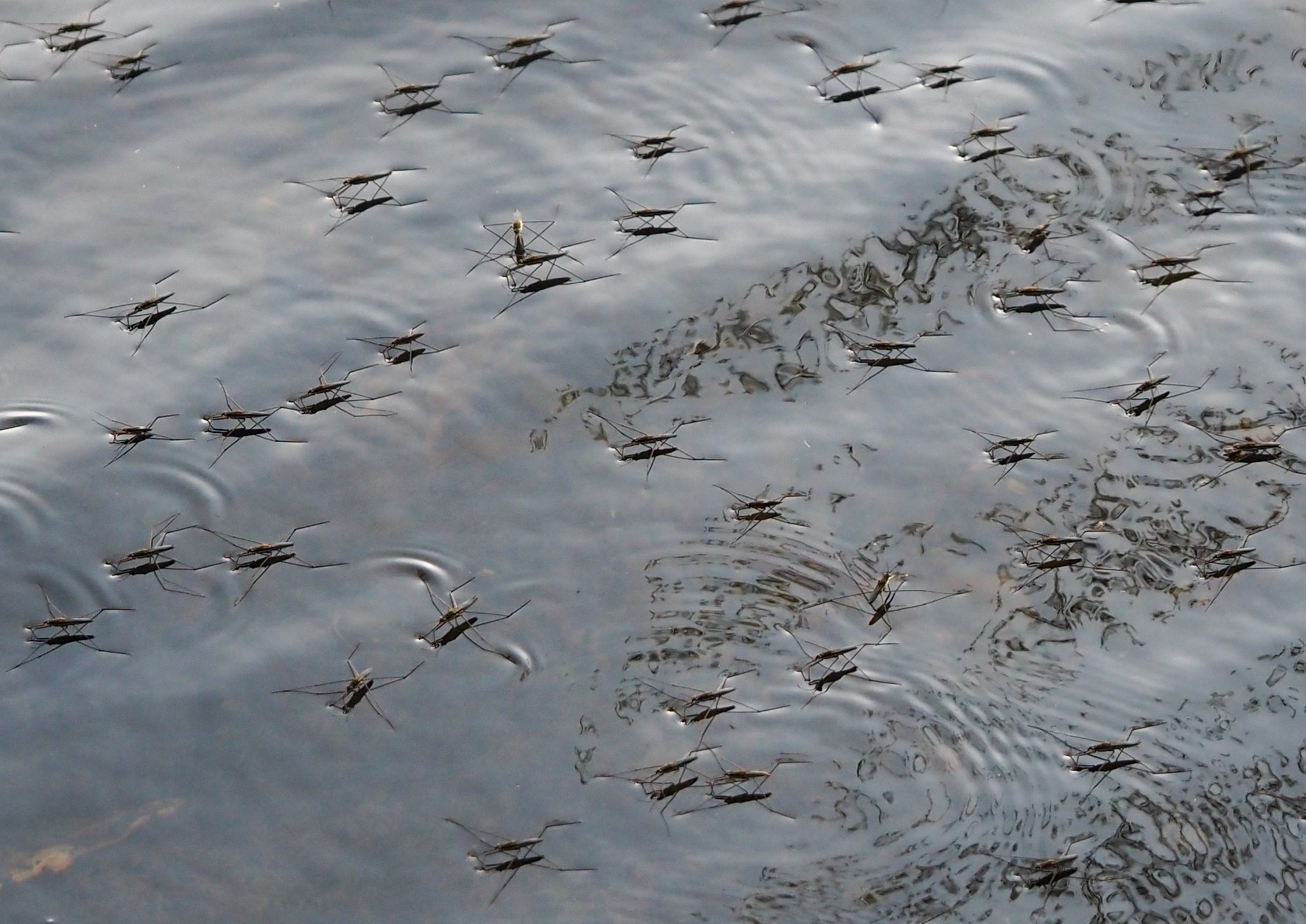 Pond-skaters: the water clean-up squad! – Ray Cannon's nature notes