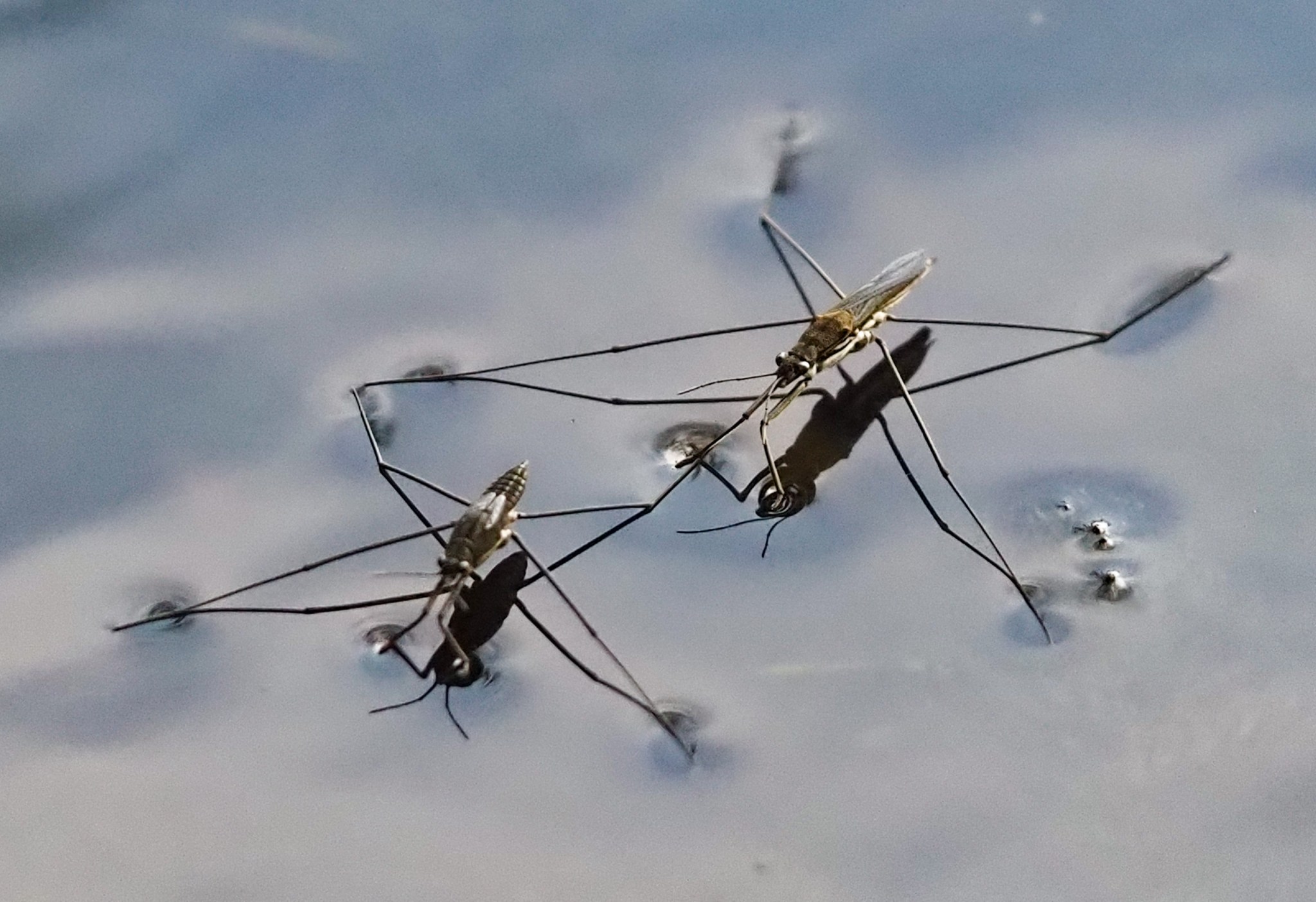 Pond-skaters: the water clean-up squad! – Ray Cannon's nature notes