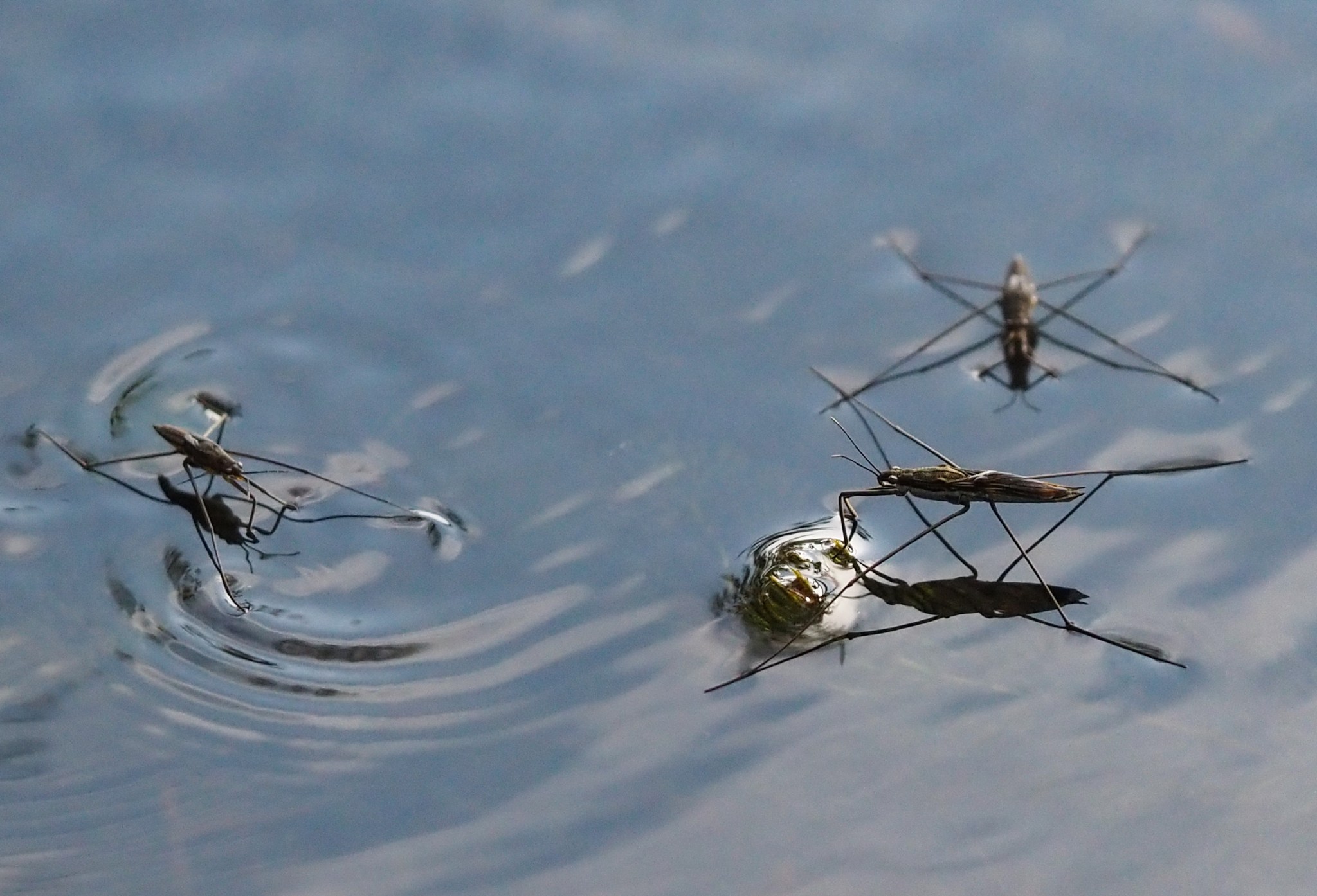 Pond-skaters: the water clean-up squad! – Ray Cannon's nature notes