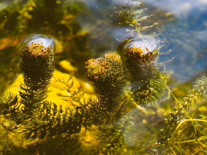 Pond-skaters: the water clean-up squad! – Ray Cannon's nature notes