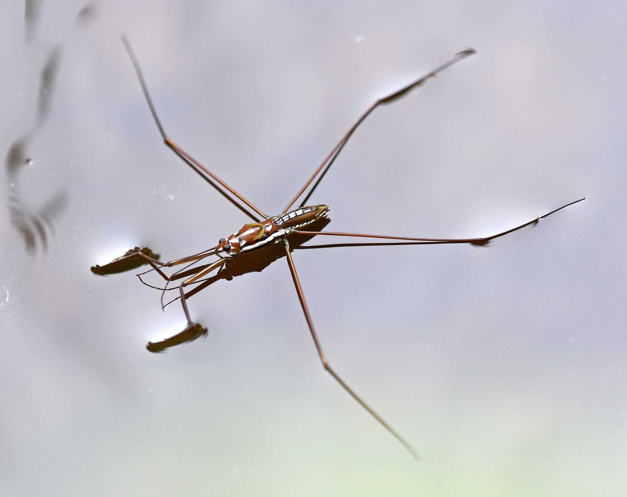 Pond-skaters: the water clean-up squad! – Ray Cannon's nature notes