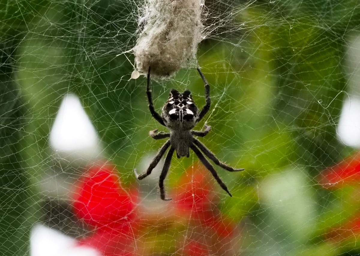 Orb-weaving spider colonies – Ray Cannon's nature notes