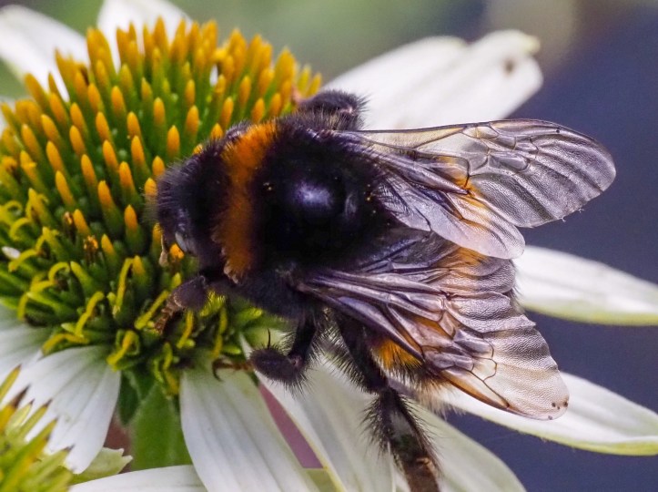 Bees wings: strong, flexible and fast – Ray Cannon's nature notes