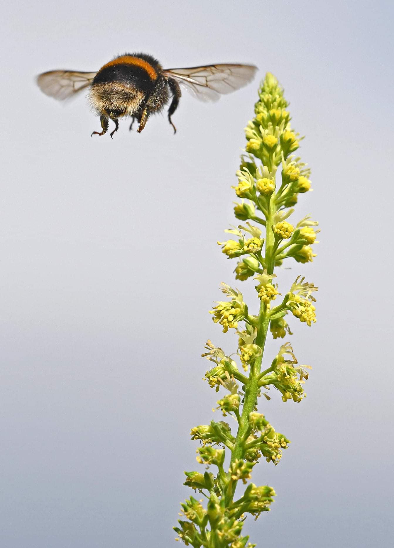 Bees wings: strong, flexible and fast – Ray Cannon's nature notes