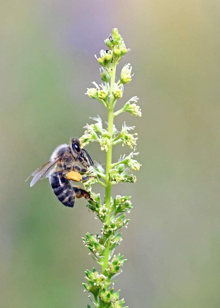 Bees wings: strong, flexible and fast – Ray Cannon's nature notes