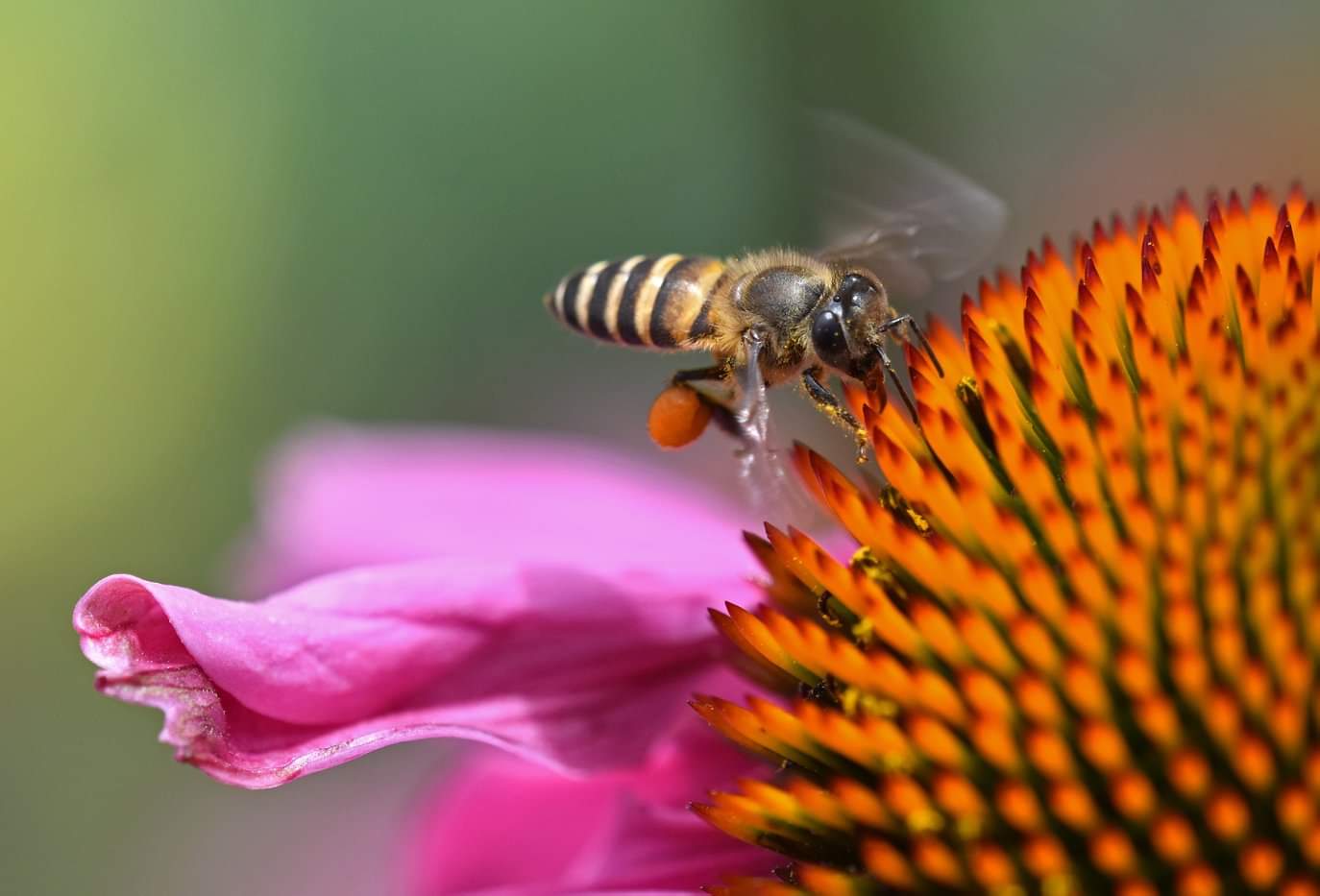 Bees wings: strong, flexible and fast – Ray Cannon's nature notes
