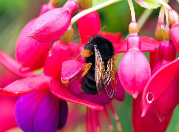 Bees wings: strong, flexible and fast – Ray Cannon's nature notes