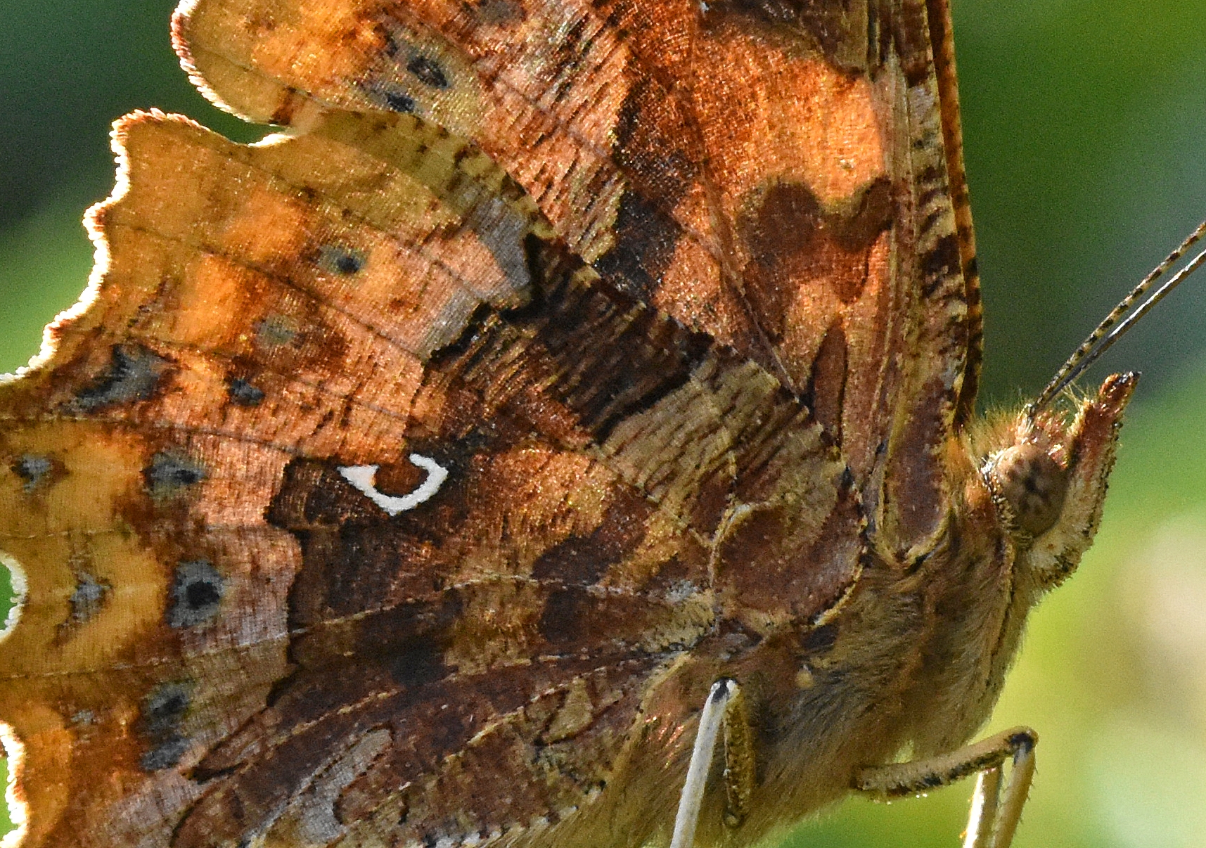 Commas and question marks – Ray Cannon's nature notes